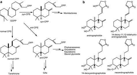 Labdane Related Diterpenoids Biosynthesis And Andrographolides A Ggpp Download Scientific