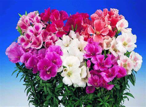Godetia Clarkia At Darcy Bromley Blog