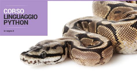 Corso Python Corsi Di Programmazione Insegno
