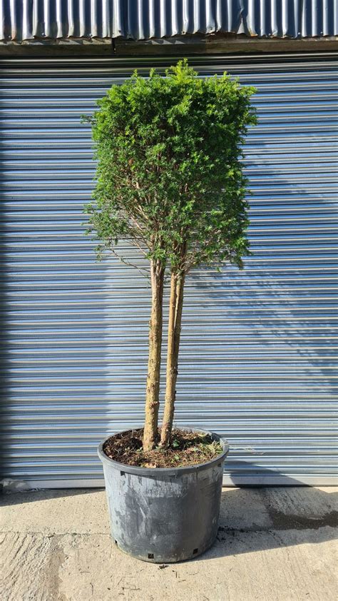 Taxus Baccata Multi Stem Cube Head Caragh Nurseries