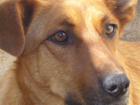 Общинс Общински приют за безстопанствени животни Добрич