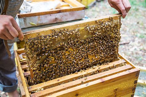 양봉가의 손이 벌집이있는 나무 프레임을 벌집에서 꺼냅니다 꿀벌이 가득한 벌집을 들고 있는 양봉가 검은색에 대한 스톡 사진 및