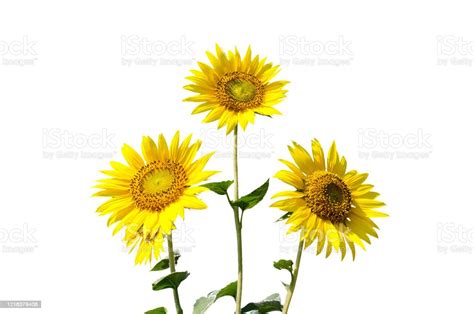 필드에서 흰색 배경에 고립 신선한 피는 해바라기의 꽃다발 0명에 대한 스톡 사진 및 기타 이미지 0명 3가지 개체 계절 Istock