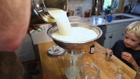 How To Milk A Cow By Hand Abundant Permaculture