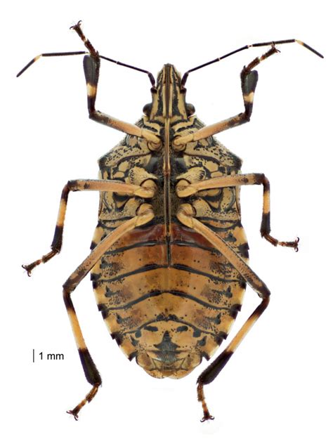 Yellow Spotted Stink Bug YSSB Manaaki Whenua