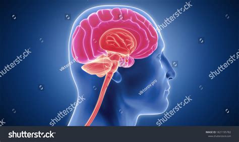 Human Brain Detailed Model Neocortex Limbic Stock Illustration 1821195782 Shutterstock