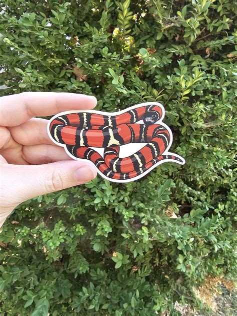 Blood Python Collection — The Twisted Serpent Llc Blood Python Collection — The Twisted Serpent Llc