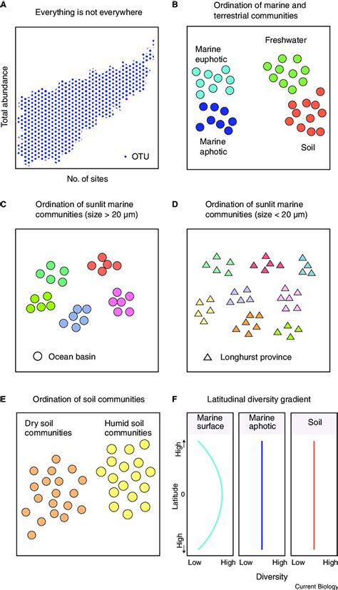 Protist Diversity Patterns A Simplified Representation Of Some Of The Download Scientific