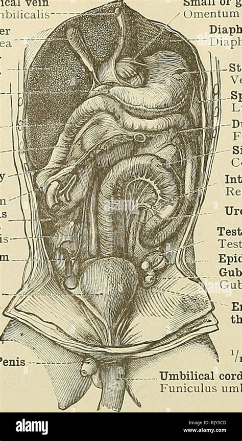 Pampiniform Venous Plexus