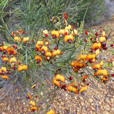 Genus Daviesia Geographe Plants