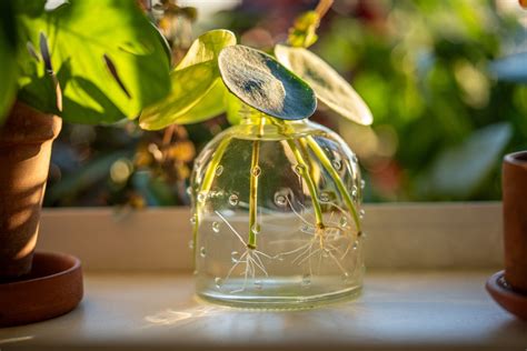 Top 3 Propagation Strategies