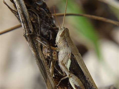 Premium Photo Close Up Photo Of A Grasshopper Camouflage By Perching