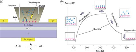 A Cross Section View Of A P Doped Si Nanowire Fet Based Biosensor Download Scientific