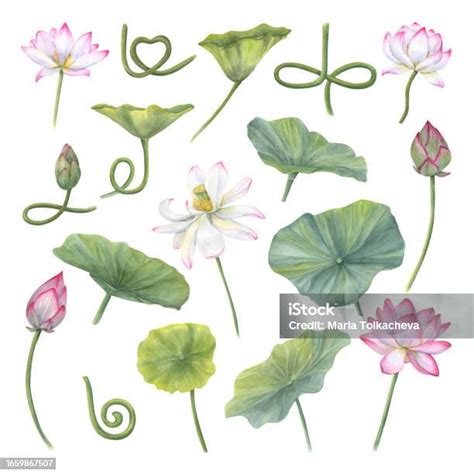 섬세한 수련 나뭇잎 새싹 곡선 줄기 세트 핑크 꽃 녹색 잎 꽃 봉오리 인도 연꽃 신성한 연꽃 흰색 배경에 분리된 수채화 그림 디자인을 위해 손으로 그린 클립 아트 수채화에