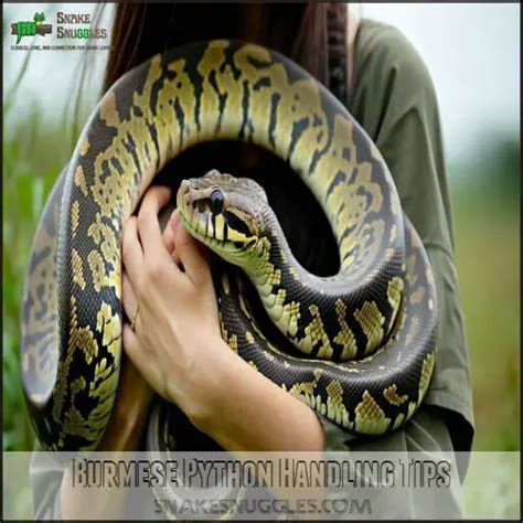 Burmese Python Care Sheet Secrets Of Massive Snake Success
