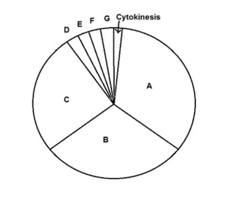 Cell Cycle Diagram Quizlet