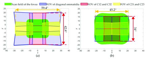 Field Of View Fov Distribution Of Periphery Ommatidia And Fovea Scan Download Scientific