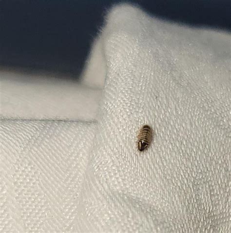 Found This Bug In My Dresser Drawer Is It Anything To Worry About R Whatsthisbug