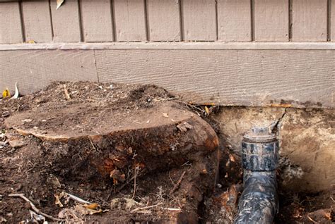 Understanding Tree Root Damage To Property Brightchecker