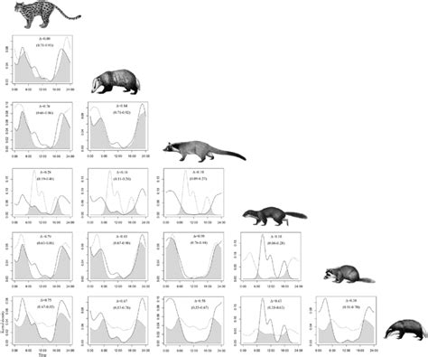 Activity Overlapping Of Six Sympatric Carnivorous Species The Gray