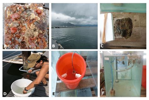 Taxon Sampling And Sample Transporting A Benthic Community In A Buoyant Download Scientific