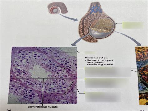 Unit Lab Diagram Quizlet