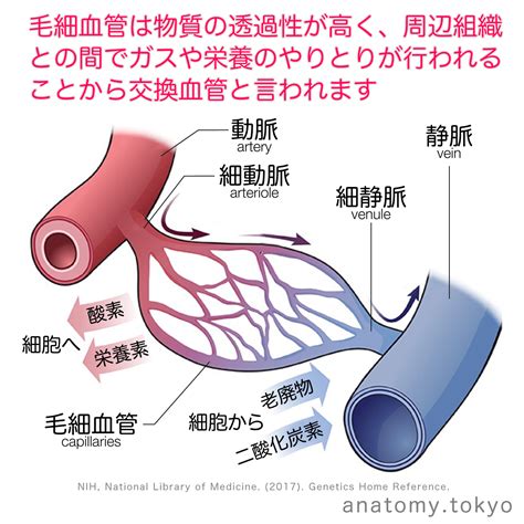 ボード「anatomytokyo」のピン