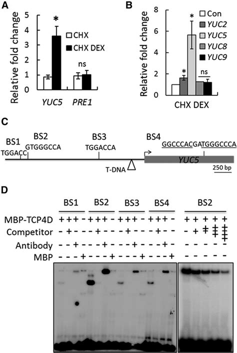 Activation Of Yucca5 By The Transcription Factor Tcp4 Integrates Developmental And Environmental