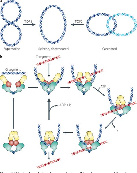 Topoisomerase II Semantic Scholar