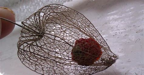 This Is A Physalis Skeleton Imgur