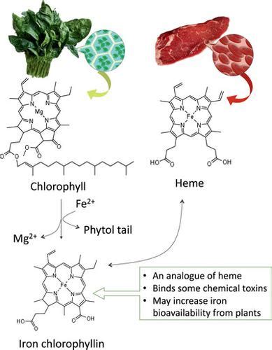 叶绿素和金属叶绿素衍生物在胃肠道中的代谢和潜在生物活性 Molecular Nutrition And Food Research X Mol