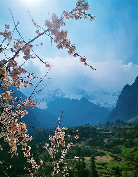 四月的雨崩桃花梨花杜鹃花雪山冰湖神瀑