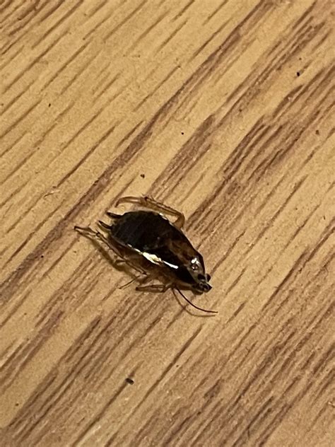What Kind Of Bug Is This Roach Or Bed Bug Rwhatisthisbug