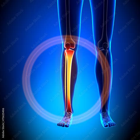 Female Tibia Fibula Anatomy Bones ilustração do Stock Adobe Stock