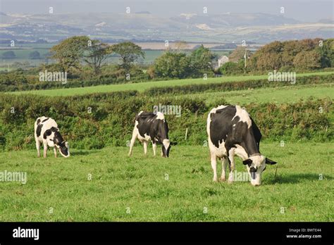 Holstein Field Cow Dairy Grazing Friesian Friesians Holstein Holsteins