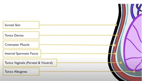 Scrotal Male Anatomy And Physiology Flashcards Quizlet