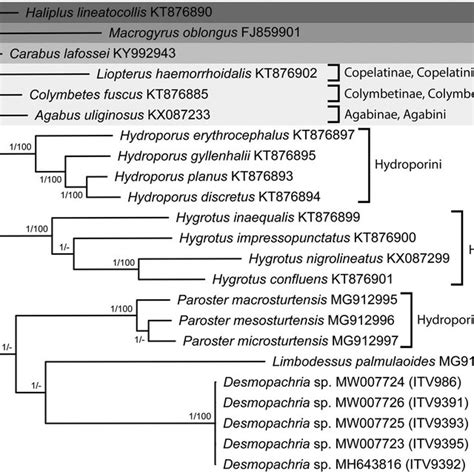Majority Rule Consensus Phylogram Of The Bayesian Inference Showing The Download Scientific
