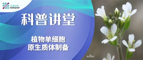 科普讲堂 植物单细胞测序中，原生质体如何制备？ 知乎