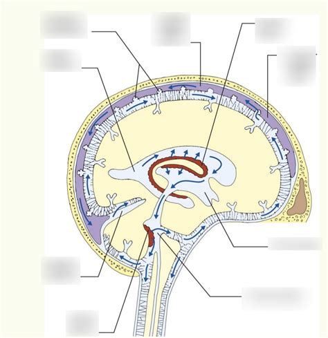 Diagram Of CSF Flow Quizlet