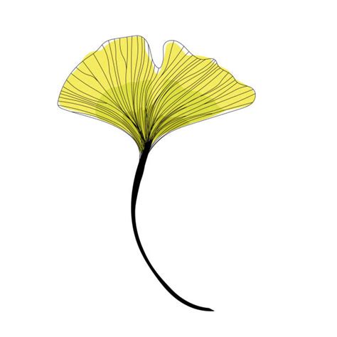 2 300 Feuille De Ginkgo Illustrations Stock Illustrations Graphiques