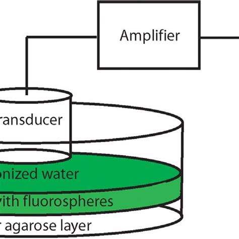 Color Online Experimental Set Up For The Ultrasound Measurements