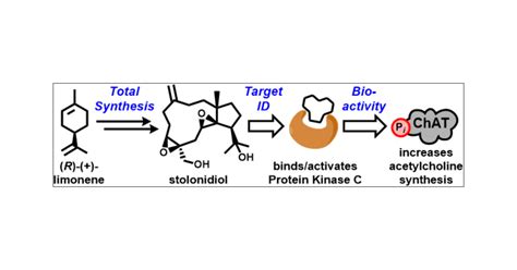 Acetylcholine Synthesis