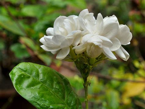 Sambac Jasmine Herb And Spice Company