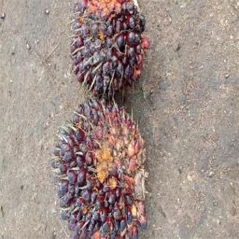 Palm Oil Ripeness Object Detection Dataset And Pre Trained Model By Wewe