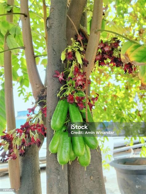 나무 줄기에 매달려 있는 어린 별 과일 다발의 매크로 사진 0명에 대한 스톡 사진 및 기타 이미지 0명 과실나무 과일 Istock