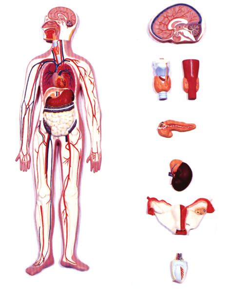 Endocrine System Model Sahara Scientific