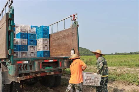 【三多三好】昌江广凌：400亩甘薯丰收助力“陵家好薯”农产品品牌打造澎湃号·政务澎湃新闻 The Paper