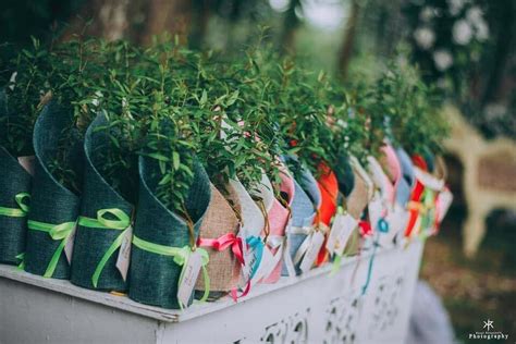Samanala Plant Shop 🌿පිහිඹියා නිවසට වාසනාව ගෙන එන පිහිඹියා පැලයක් රු 200 [pihimbiya