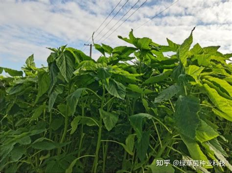 能长到3米的美国籽粒苋营养丰富产量高，养家禽用它效益好。 知乎