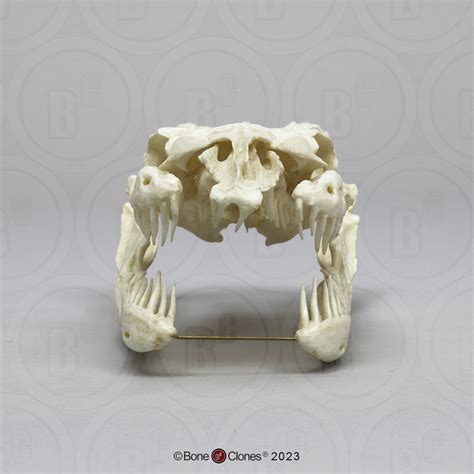 Python Skull Bone Clones Osteological Reproductions